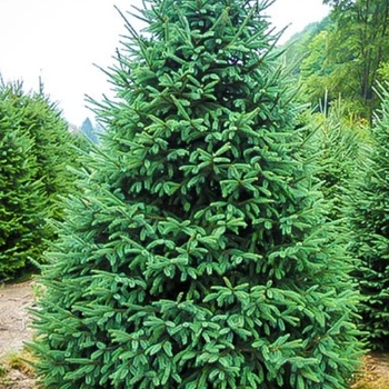 Picea glauca var. conica 'Tiny Tower®' MonRon Dwarf Alberta Spruce ...