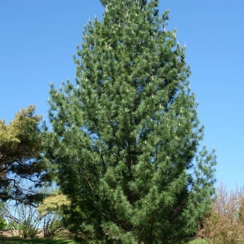 Pinus strobus 'Vercurve' Eastern White Pine | Garden Center Marketing