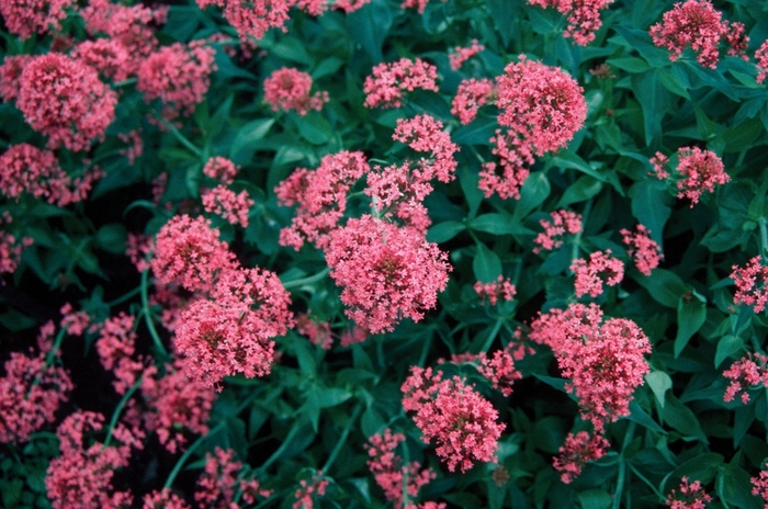 Centranthus ruber 'Pretty Betsy' Red Valerian | Garden Center Marketing