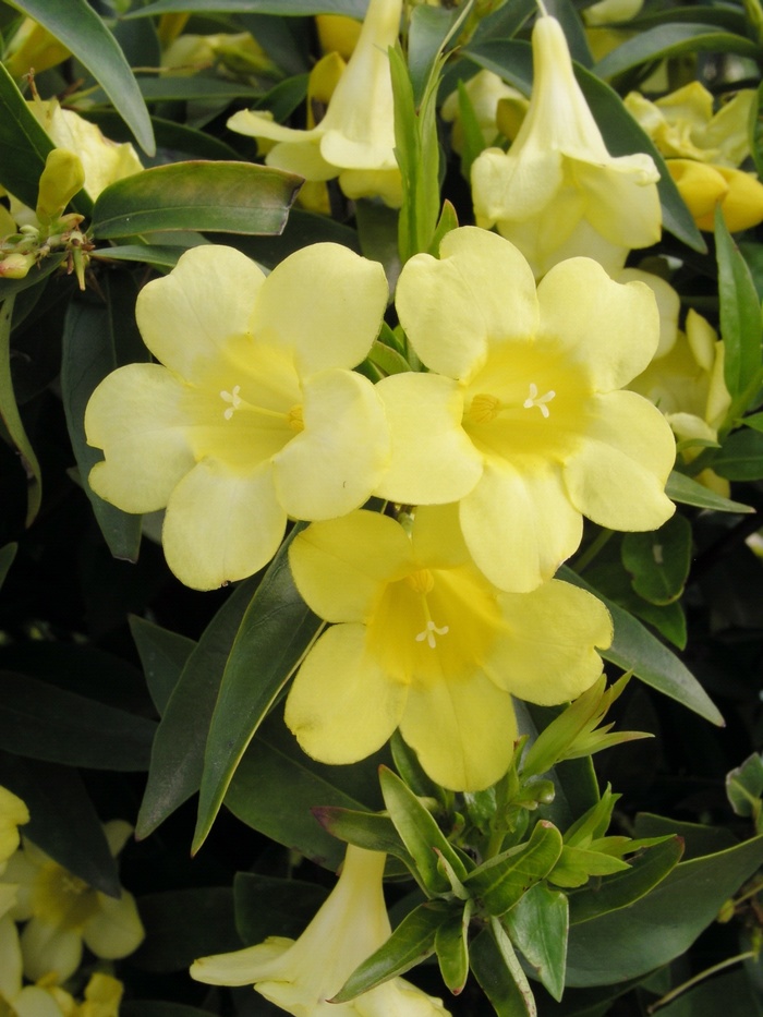 Gelsemium sempervirens Carolina Jasmine | Garden Center Marketing