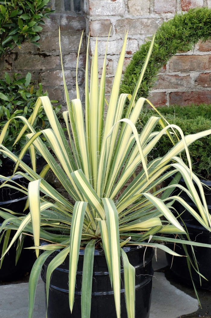 Yucca filamentosa 'Golden Sword' Adam's Needle | Garden Center Marketing