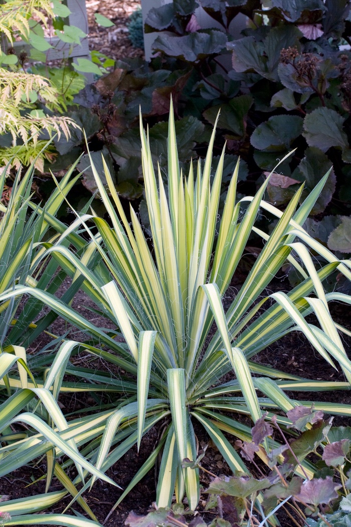 Yucca filamentosa 'Golden Sword' Adam's Needle | Garden Center Marketing
