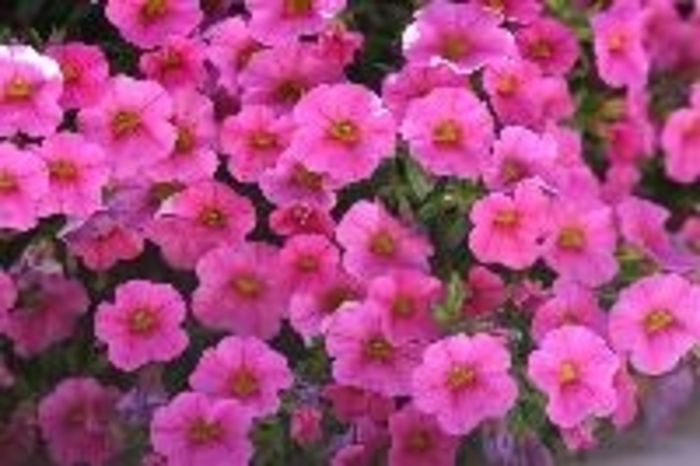 Calibrachoa 'Catwalk™ Raspberry' Millionbells from Garden Center Marketing