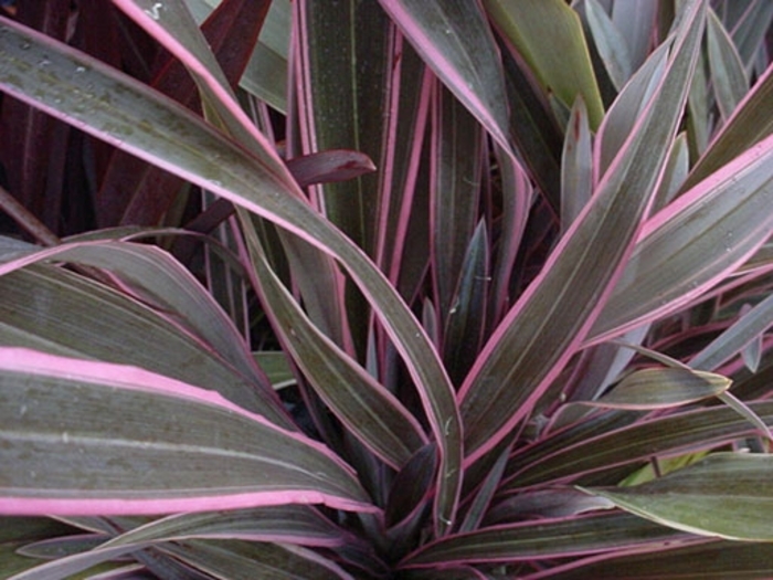 Phormium 'Pink Stripe' New Zealand Flax from Garden Center Marketing