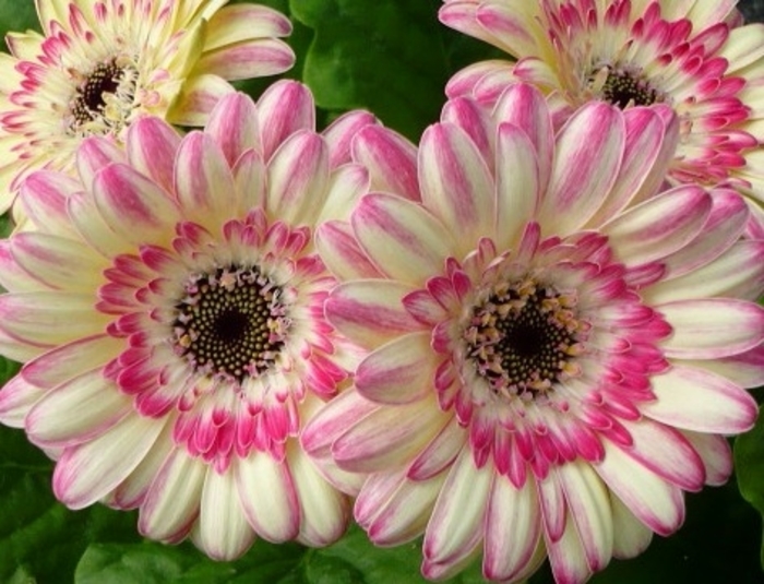 Gerbera 'Crazy Daisy ™ Sophisticata' Gerbera Daisy from Garden Center ...