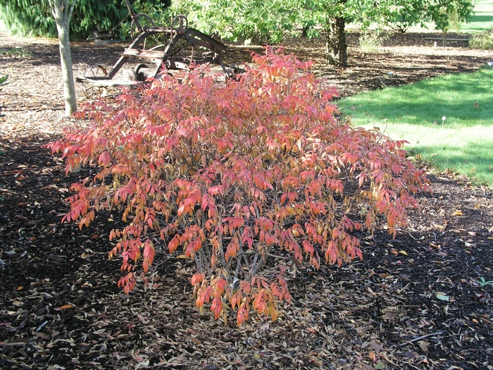 Rhus copallina var. latifolia 'Prairie Flame' Dwarf Sumac from Garden ...