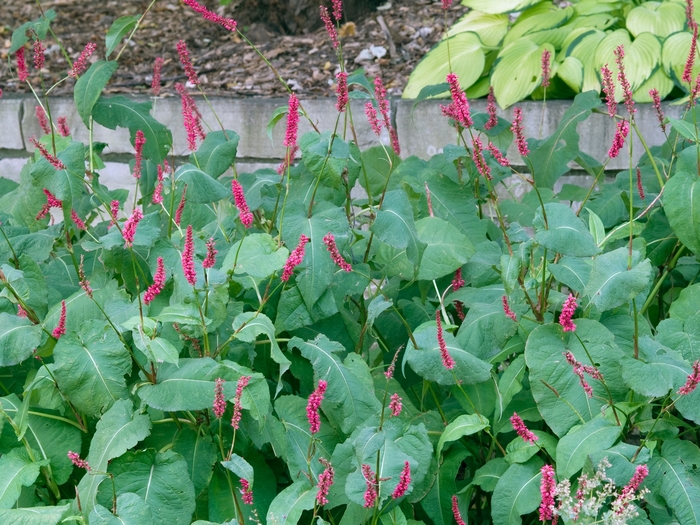 Polygonum amplexicaule 'Fire Tail' Mountain Fleece | Garden Center ...