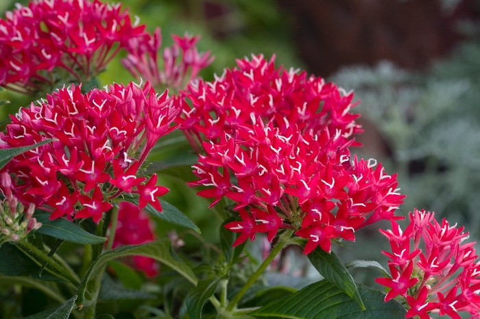 Pentas lanceolata Graffiti® 'Red' Star Flower from Garden Center Marketing
