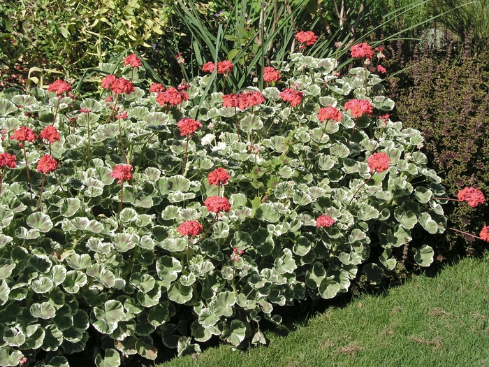 Pelargonium x hortorum 'Wilhelm Langguth' Zonal Geranium from Garden ...