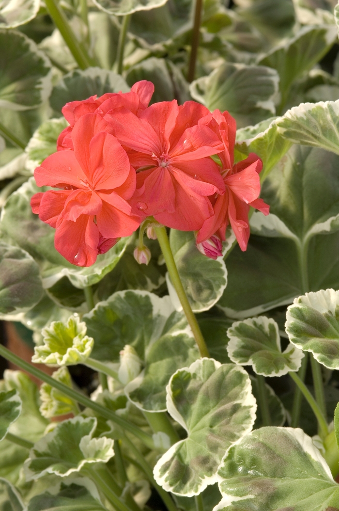 Pelargonium x hortorum 'Wilhelm Langguth' Zonal Geranium from Garden ...