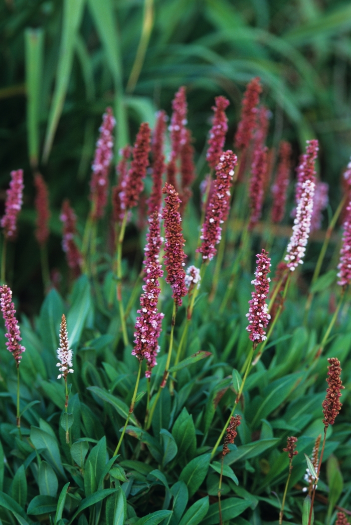Polygonum affinis 'Darjeeling Red' Himalayn Fleeceflower from Garden ...