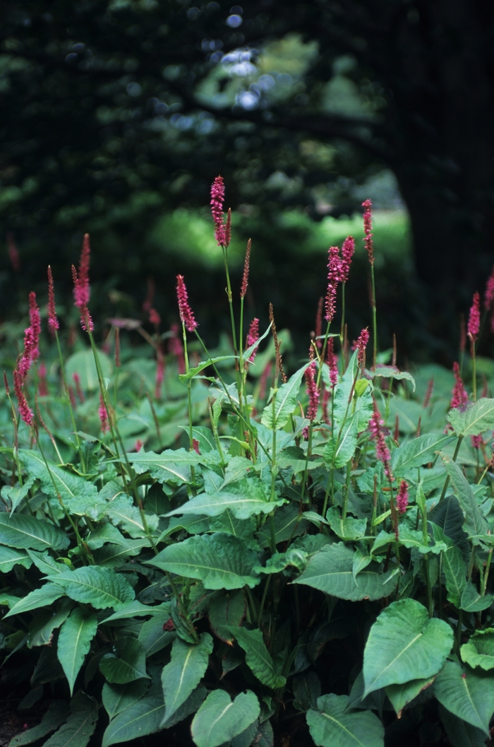 Polygonum amplexicaule 'Fire Tail' Mountain Fleece | Garden Center ...