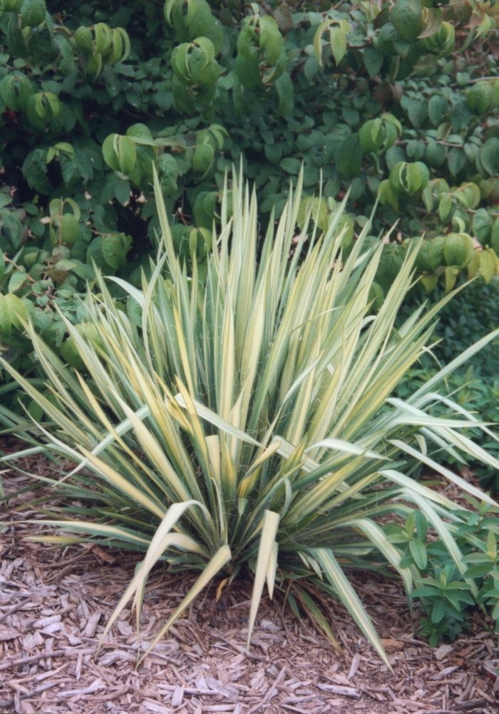 Yucca filamentosa 'Golden Sword' Adam's Needle | Garden Center Marketing
