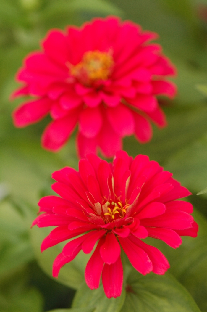 Zinnia elegans Magellan™ 'Coral' Zinnia from Garden Center Marketing