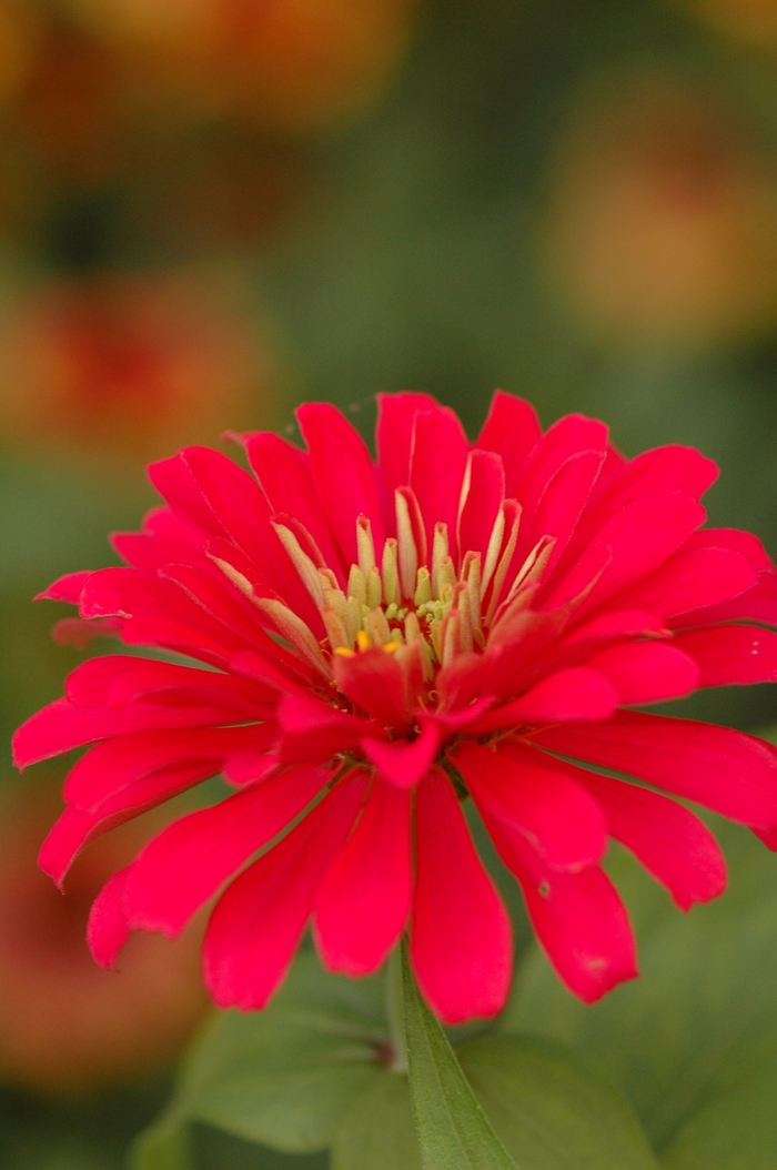 Zinnia elegans Magellan™ 'Coral' Zinnia from Garden Center Marketing
