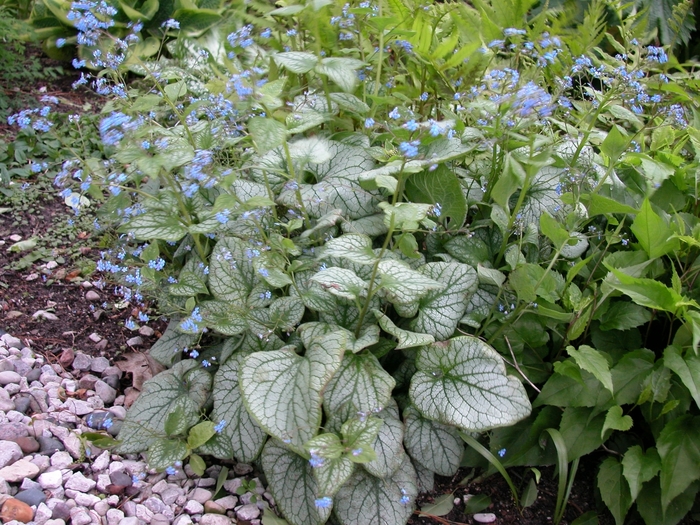 Brunnera macrophylla 'Jack Frost' Siberian Bugloss | Garden Center ...