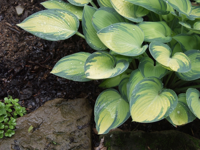 Hosta 'June' Hosta | Garden Center Marketing