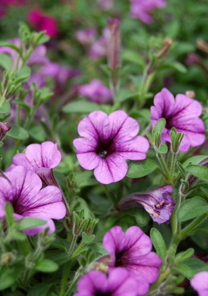 Petchoa SuperCal® 'Light Yellow' Petchoa, Calibrachoa | Garden Center ...