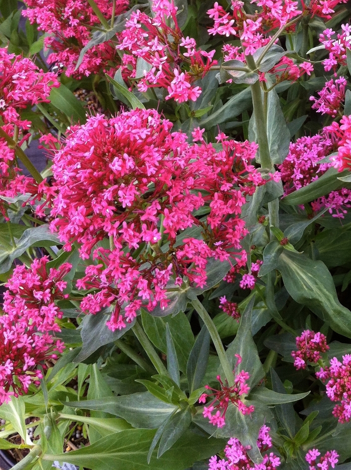 Centranthus ruber 'Albus' White Valerian from Garden Center Marketing