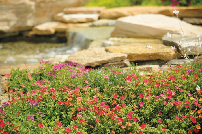 Portulaca umbraticola Mojave® 'Yellow' Purslane | Garden Center Marketing