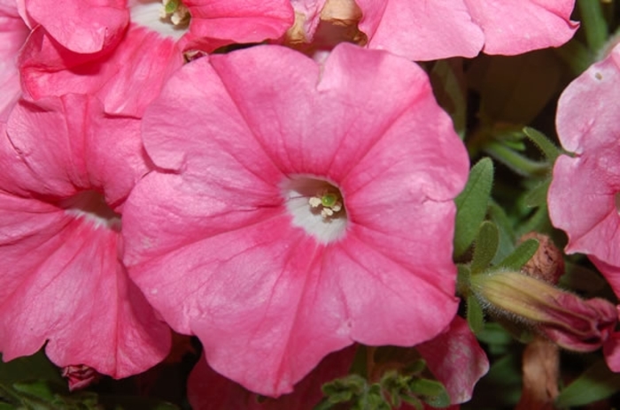 Petunia Supertunia® 'Bermuda Beach®' Petunia from Garden Center Marketing