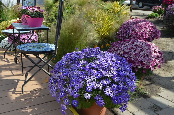 Pericallis Senetti® 'Blue Bicolor' Cineraria from Garden Center Marketing