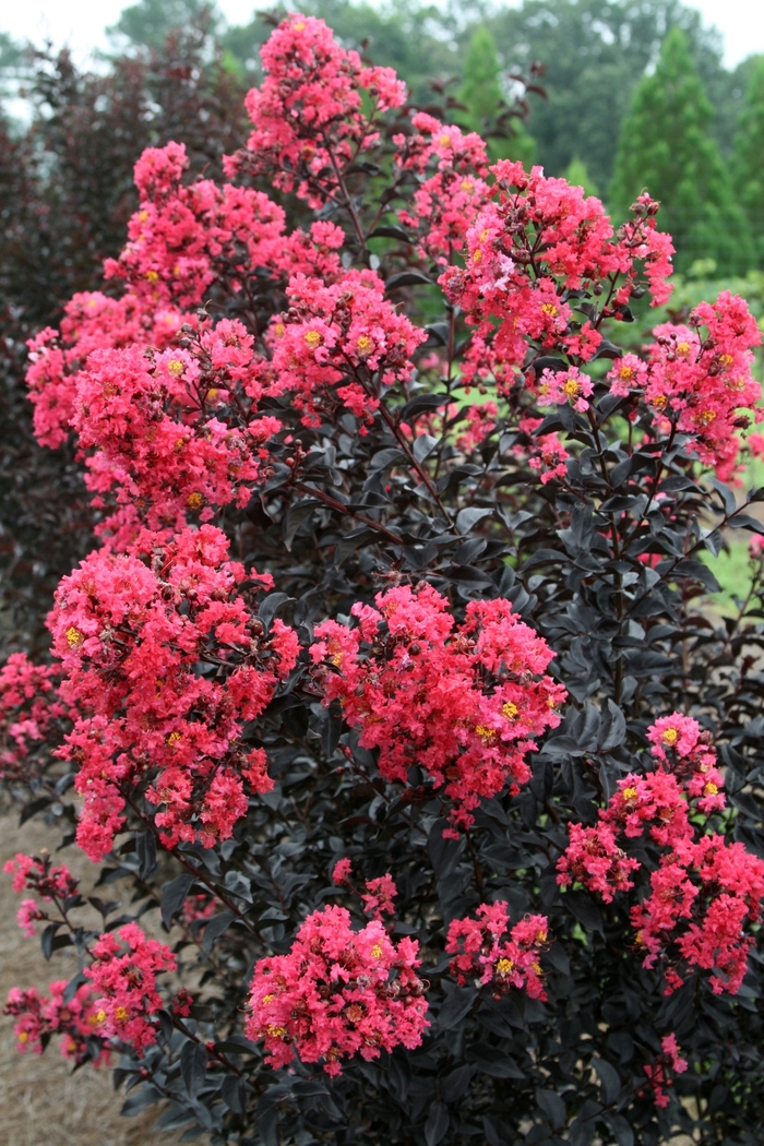 Lagerstroemia 'Midnight Magic™' Crapemyrtle from Garden Center Marketing
