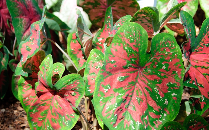 Caladium 'Freckles' Fancy-leaf Caladium | Garden Center Marketing