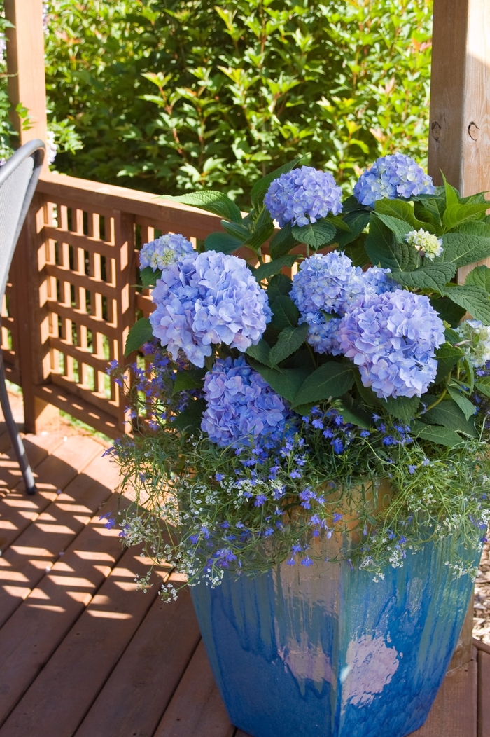 Hydrangea macrophylla Endless Summer® 'The Original' Bailmer Bigleaf ...