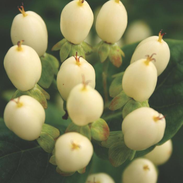 Hypericum x inodorum First Editions® 'Magical White' Kolmawhi St. John ...