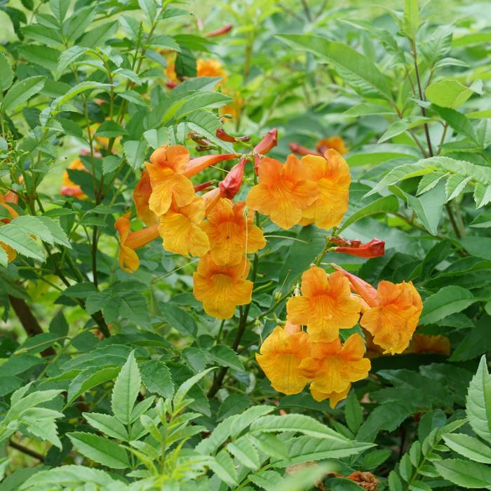 Tecoma fulva 'Chicklet® Orange' TEC14004 Esperanza | Garden Center ...