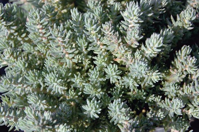 Sedum 'Compact Blue Cushion' Stonecrop from Garden Center Marketing