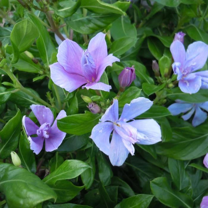 Catharanthus Soiree® 'Double Orchid' Vinca | Garden Center Marketing