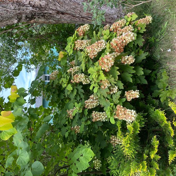 Hydrangea quercifolia 'Snowcicle' Oakleaf Hydrangea | Garden Center ...