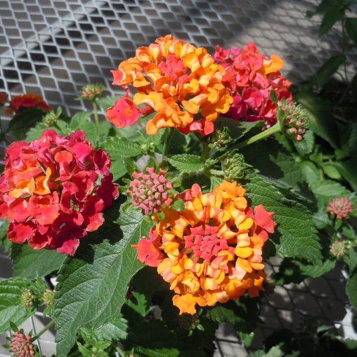 Lantana Heartland® 'Sunrise' Lantana | Garden Center Marketing