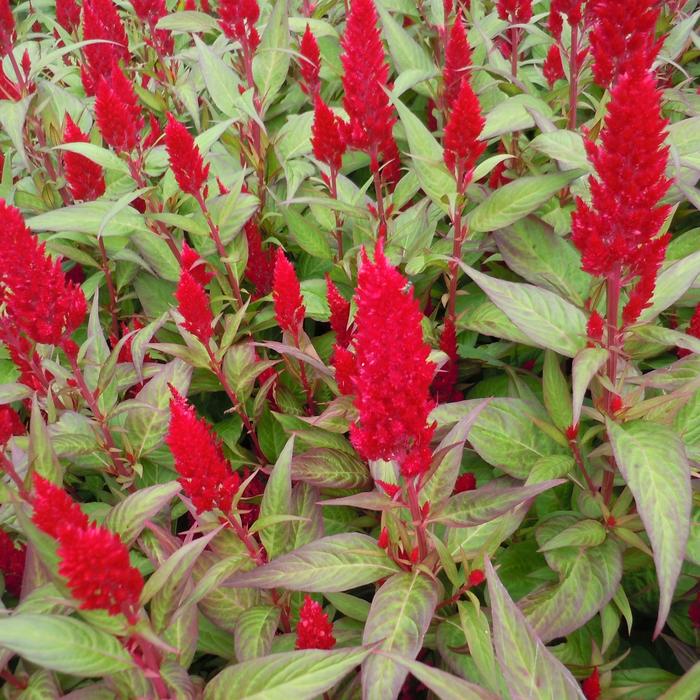 Celosia plumosa 'Flamma Bright Red' Cockscomb | Garden Center Marketing