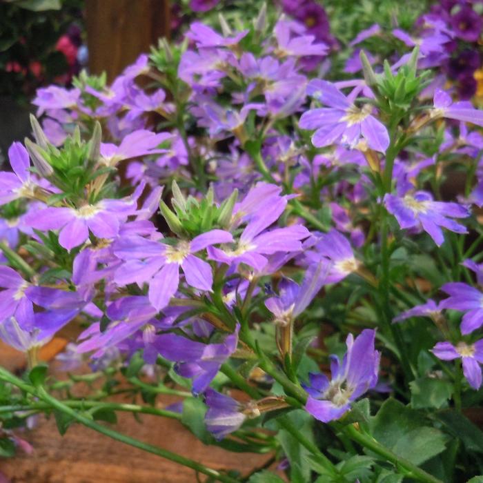 Scaevola aemula 'Scala Blue Bird' Fan Flower | Garden Center Marketing