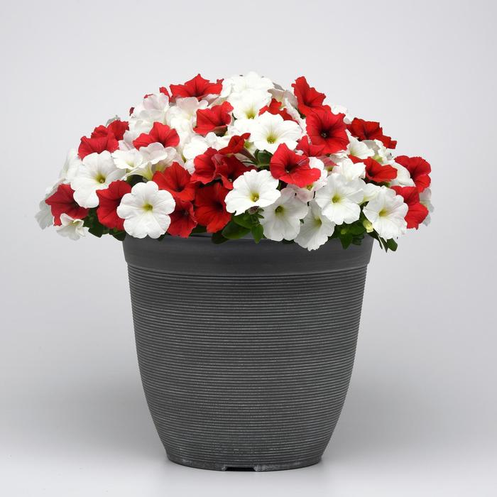 Petunia E3 Easy Wave® 'Peppermint Mix' Petunia | Garden Center Marketing