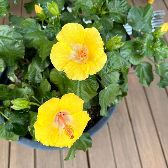 Hibiscus rosa-sinensis Tradewinds™ 'Bonaire Wind' Tropical Hibiscus ...