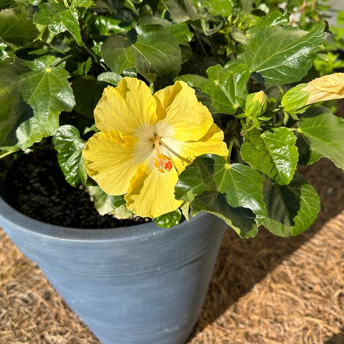 Hibiscus rosa-sinensis Tradewinds™ 'Bonaire Wind' Tropical Hibiscus ...