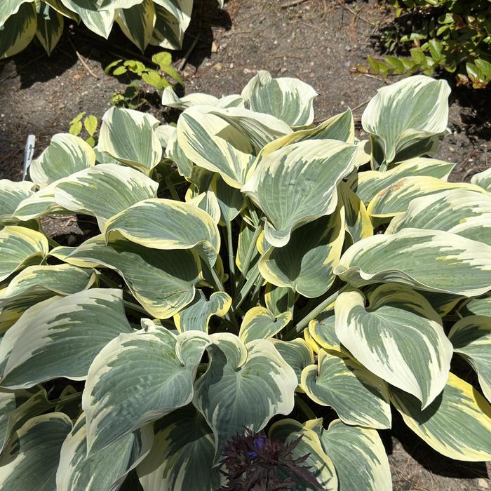 Hosta 'First Frost' Hosta | Garden Center Marketing