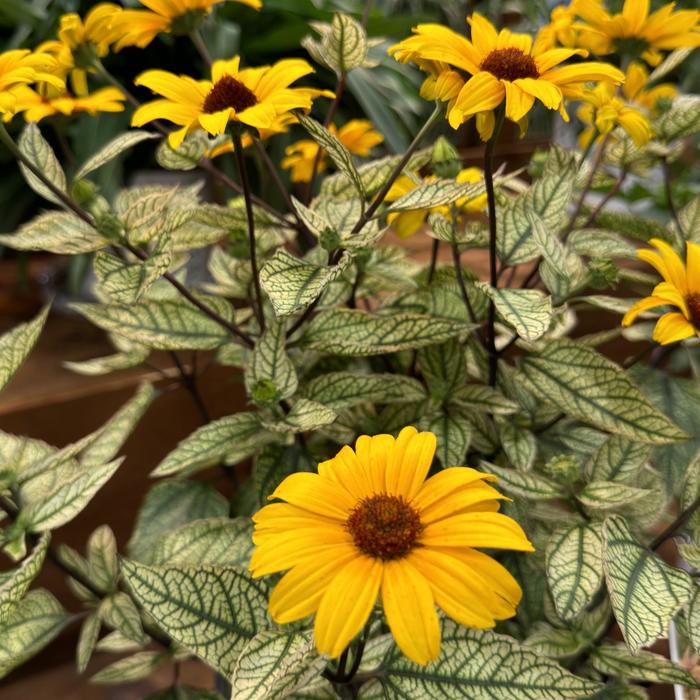 Heliopsis helianthoides 'Touch of Blush' False Sunflower | Garden ...