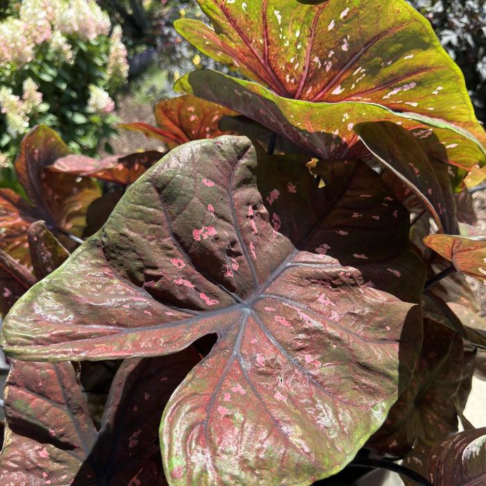 Caladium hortulanum Heart to Heart®: 'Rain or Shine' RFL THAI OF13-1055 ...
